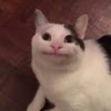 Mutant Teen Turtle Creator ~ meiker.io